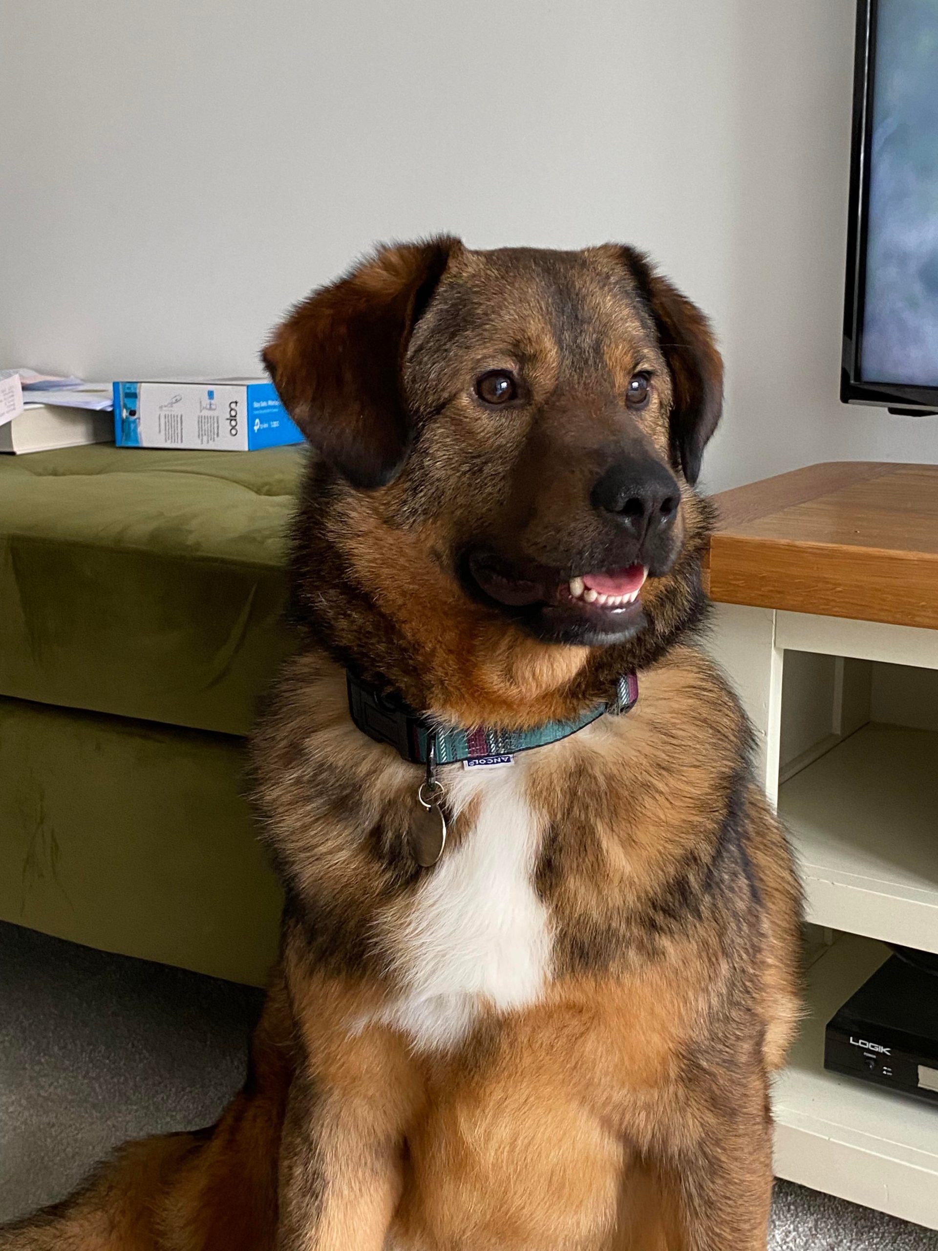 Dogs for Adoption – Leash of Life