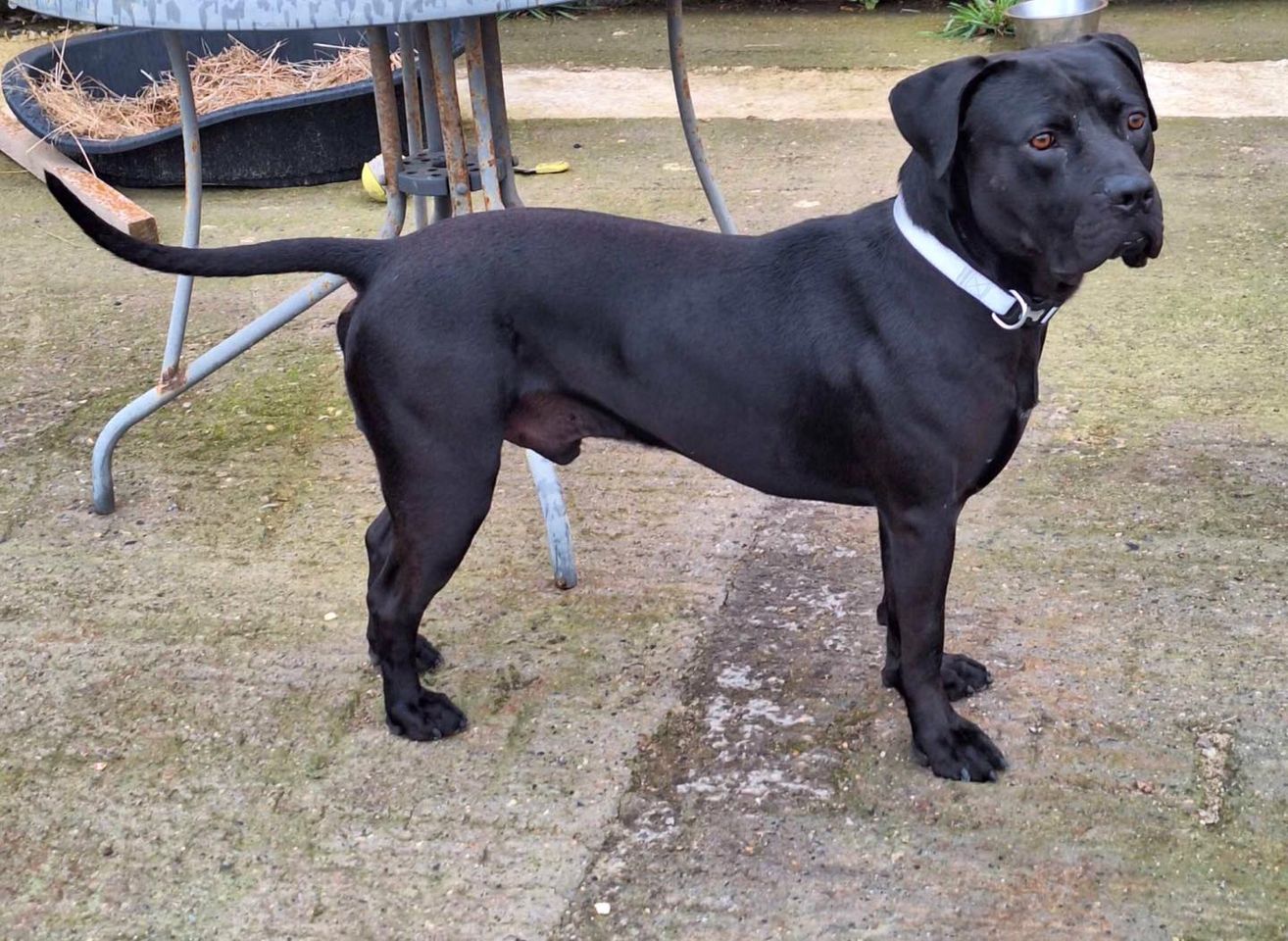 Dogs for Adoption – Leash of Life