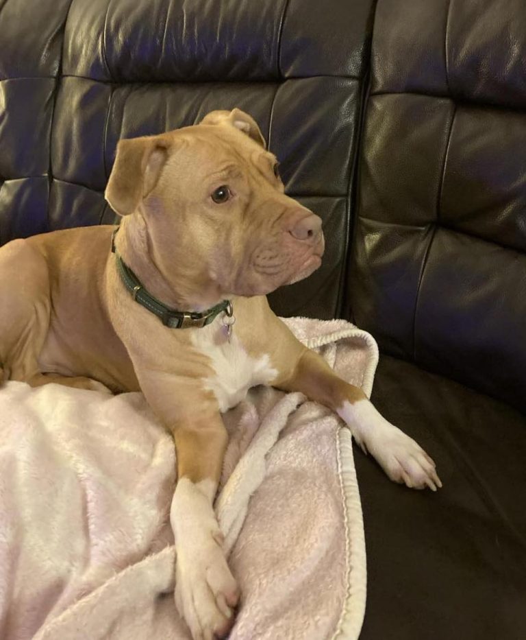 Bert – Leash of Life