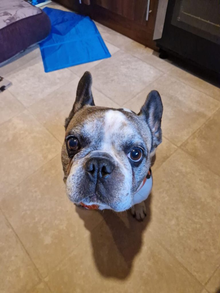 Bruce – Leash of Life