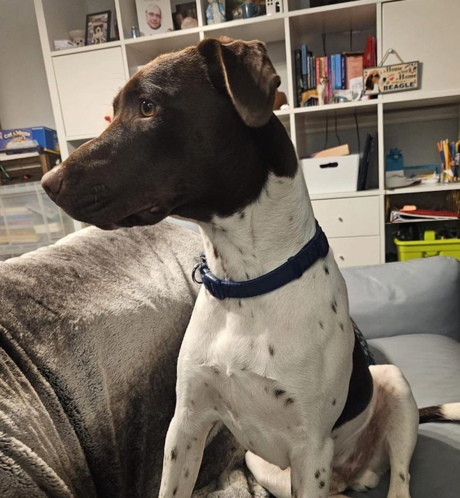 Dogs for Adoption – Leash of Life