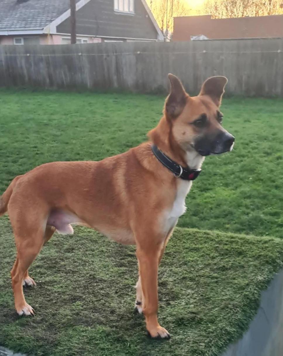 Dogs for Adoption – Leash of Life